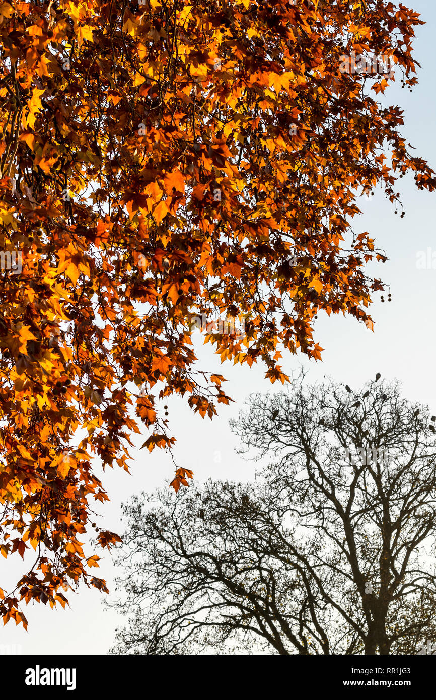 Platanus trees hi-res stock photography and images - Alamy