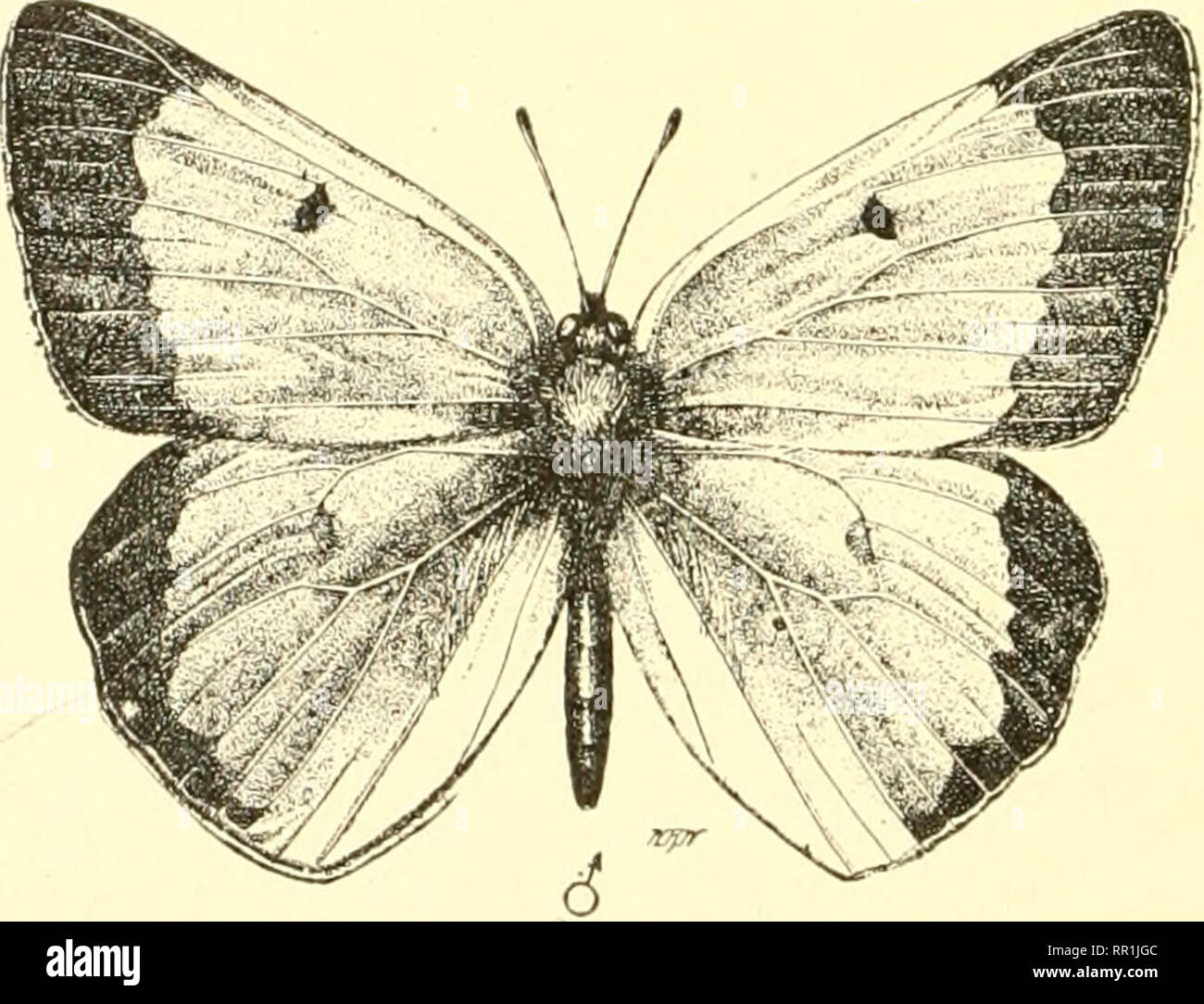 Half male half female butterfly hi-res stock photography and images - Alamy