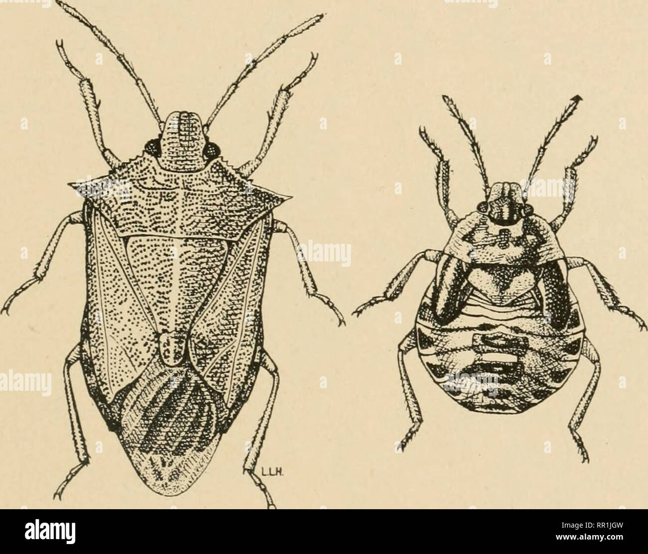 Five wings fruit hi-res stock photography and images - Alamy