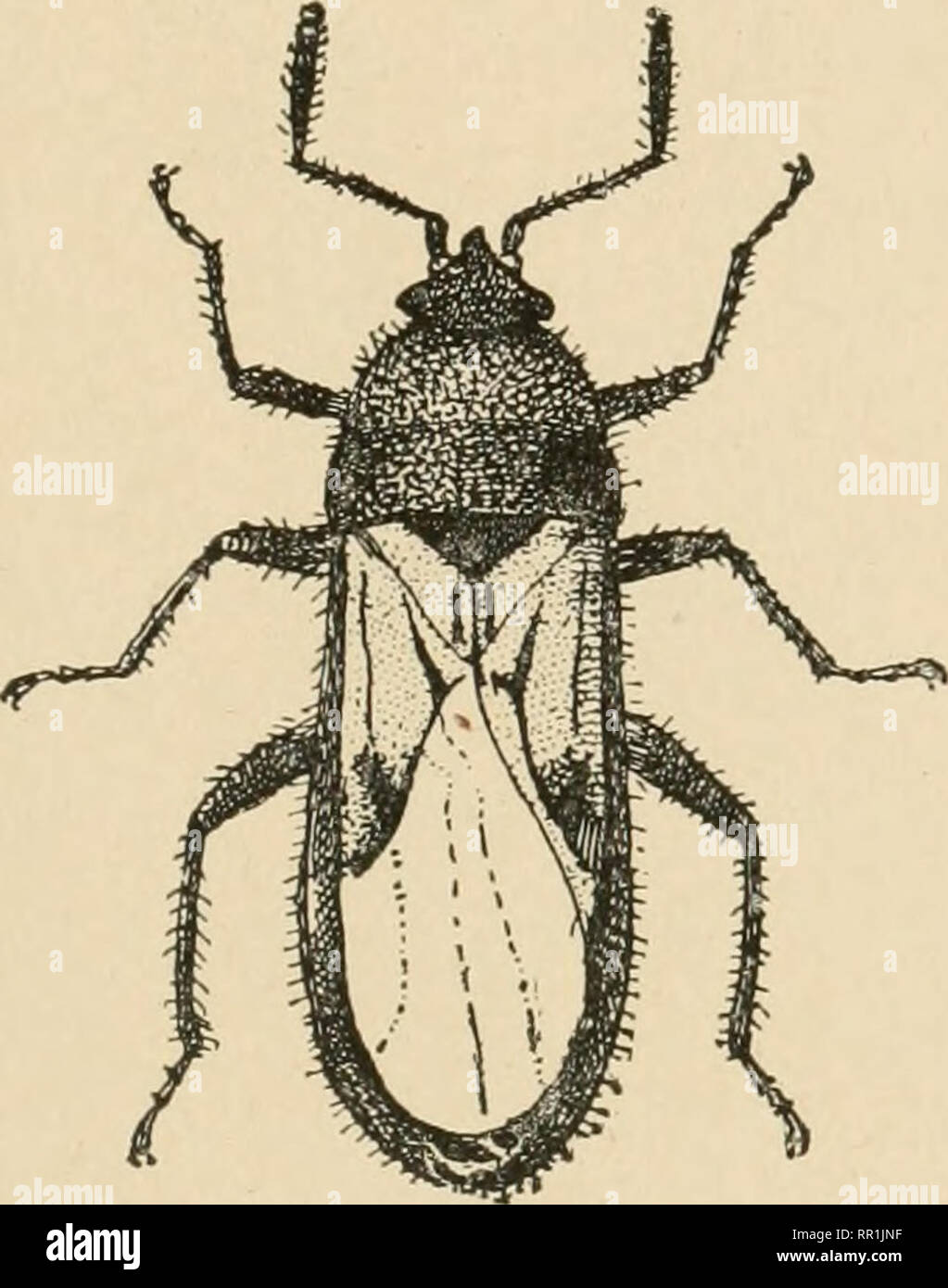 . Agricultural entomology for students, farmers, fruit-growers and ...