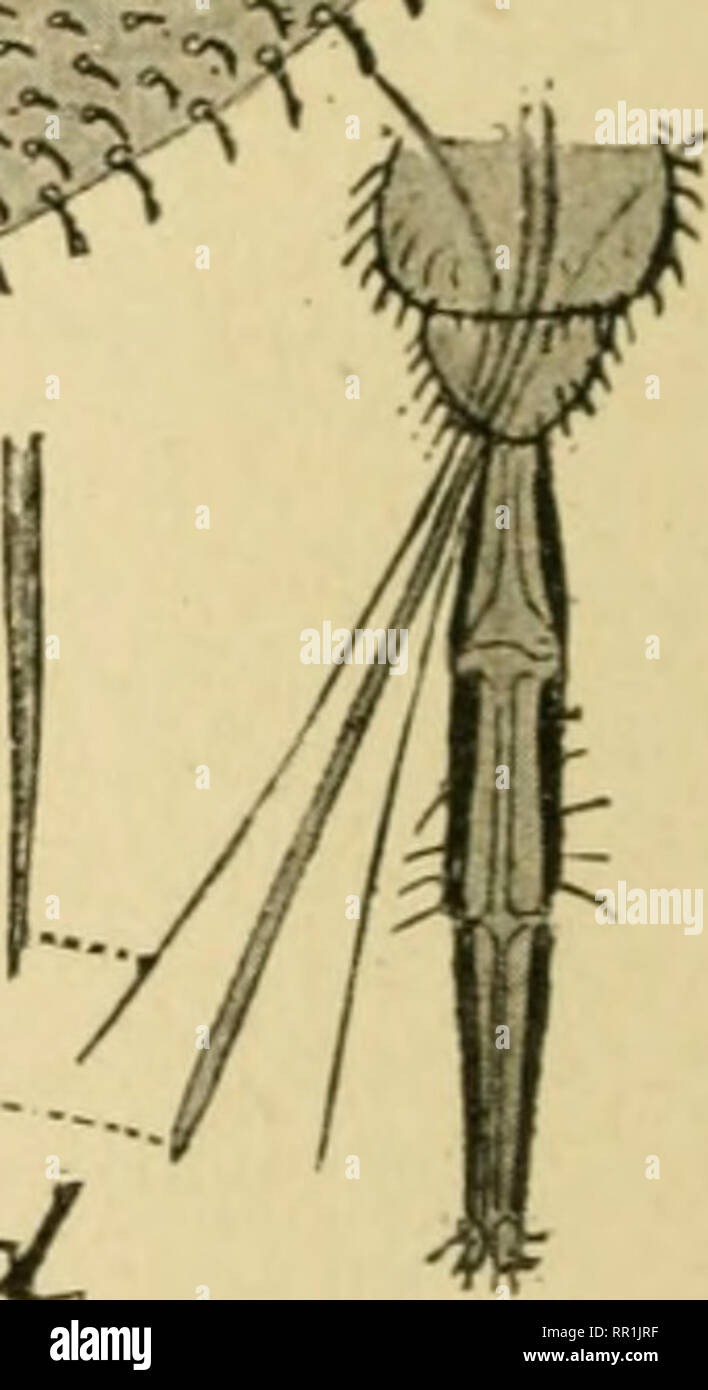 Cimex species hi-res stock photography and images - Alamy