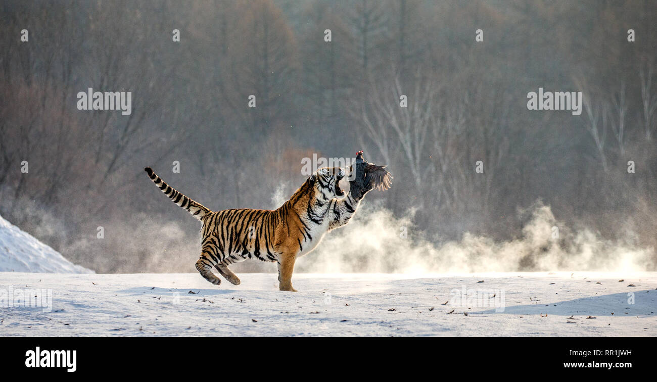 Siberian tiger in a jump catches its prey. Very dynamic shot. China ...