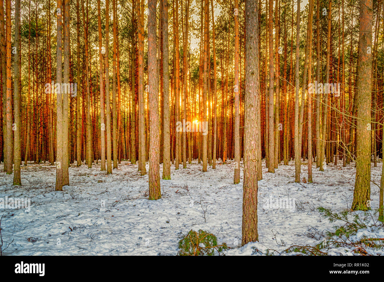 Winter in a pine forest Stock Photo - Alamy