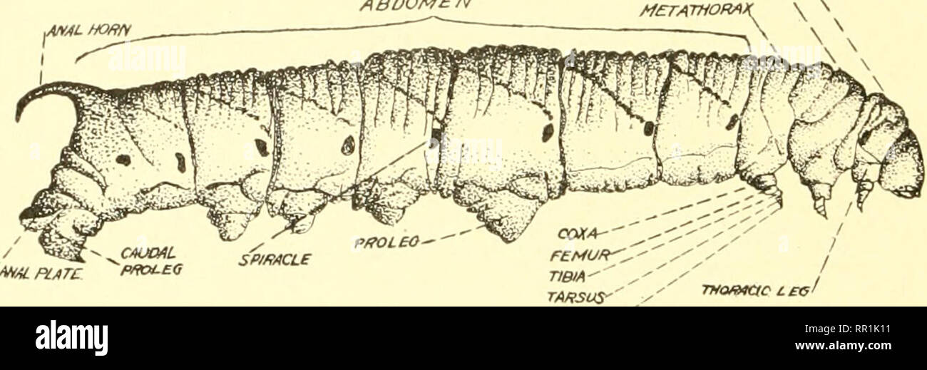 Lapping up nectar hi-res stock photography and images - Alamy