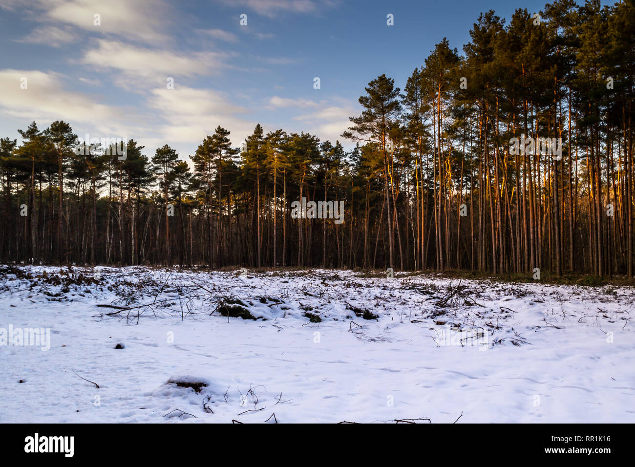 Winter in a pine forest Stock Photo - Alamy