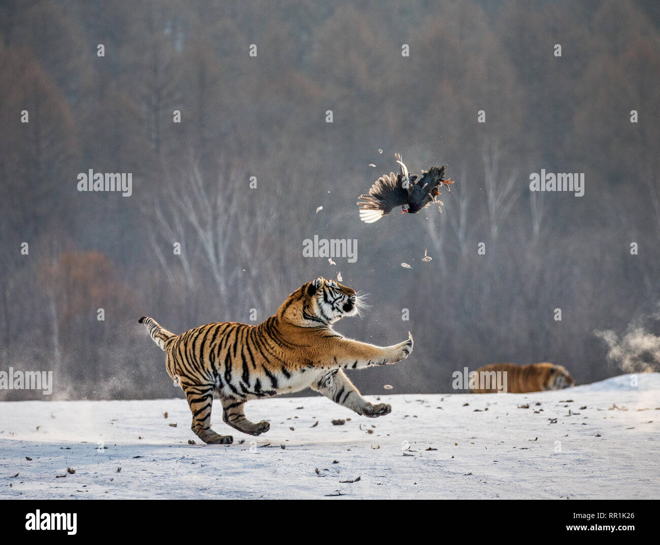 Siberian tiger in a jump catches its prey. Very dynamic shot. China ...