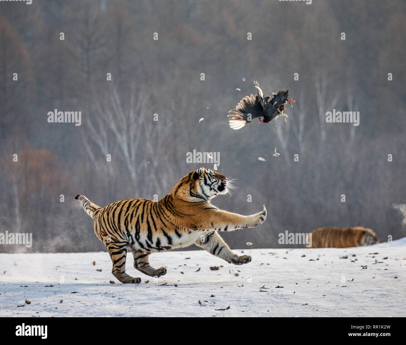 Tigers Jumping On Its Prey