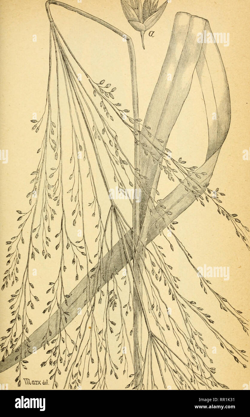 panicum maximum diagram