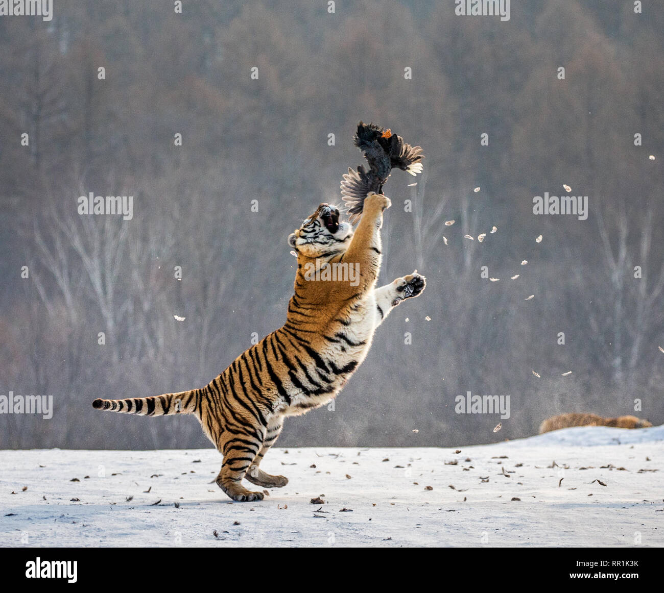 Siberian tiger in a jump catches its prey. Very dynamic shot. China ...