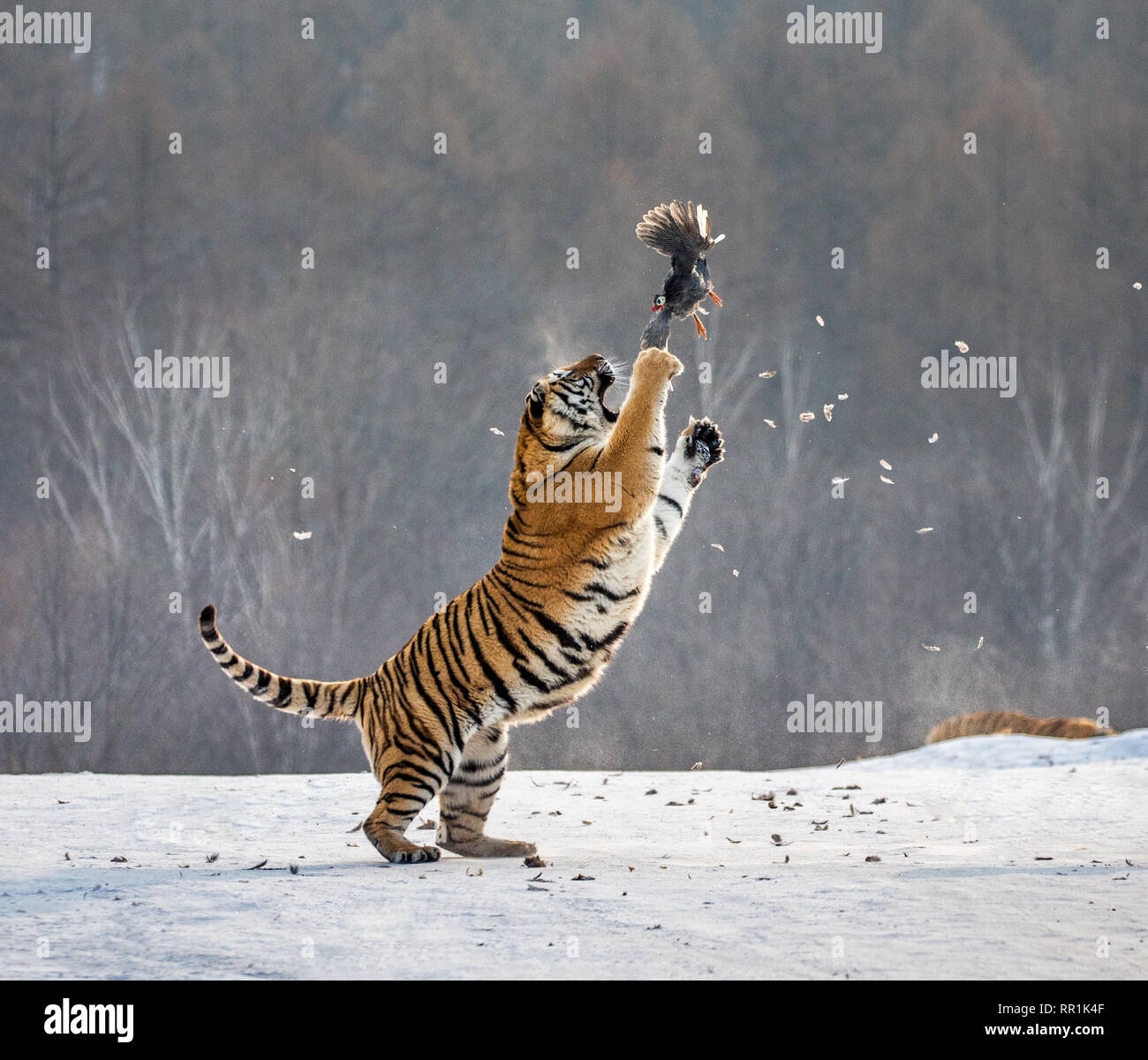 Siberian tiger in a jump catches its prey. Very dynamic shot. China ...