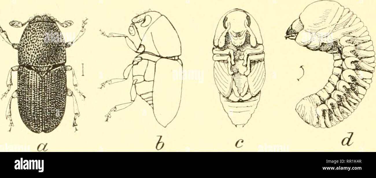 Scolytus rugulosus hi-res stock photography and images - Alamy
