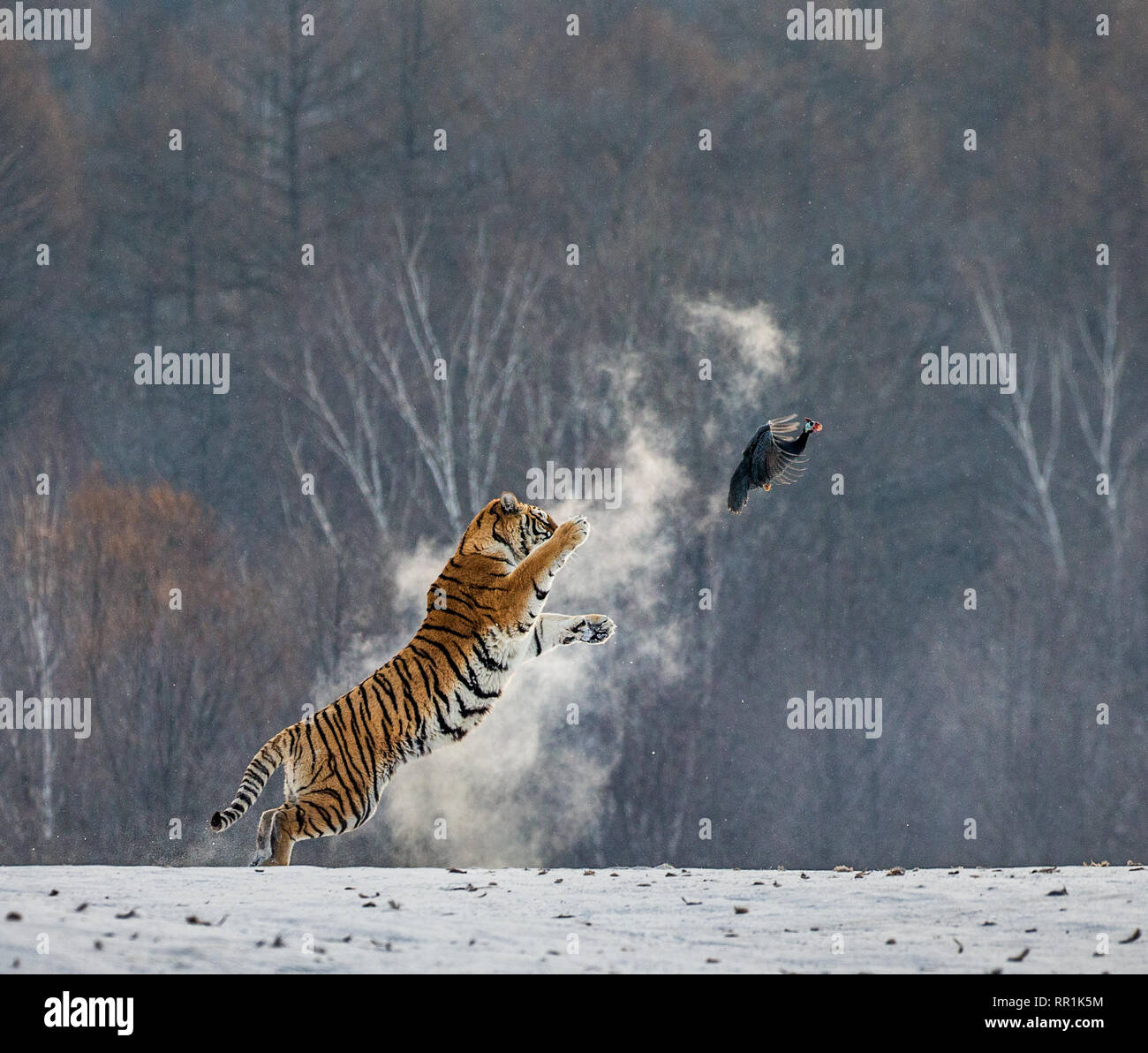 Siberian tiger in a jump catches its prey. Very dynamic shot. China ...