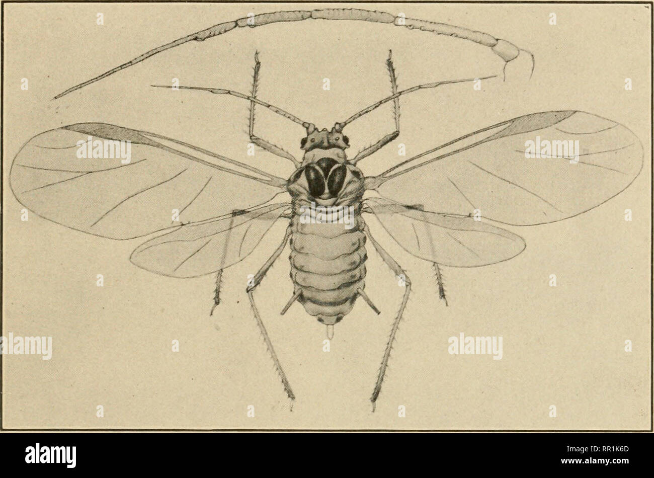 Aphidid hi-res stock photography and images - Alamy