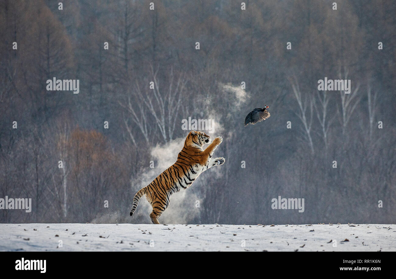 Siberian tiger in a jump catches its prey. Very dynamic shot. China ...