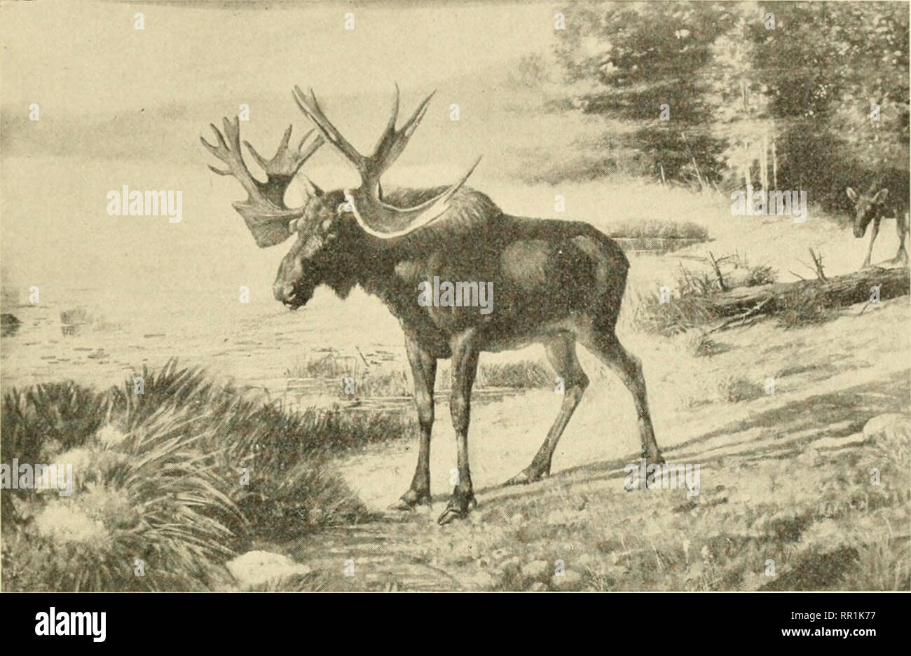 . The age of mammals in Europe, Asia and North America. Mammals, Fossil ...