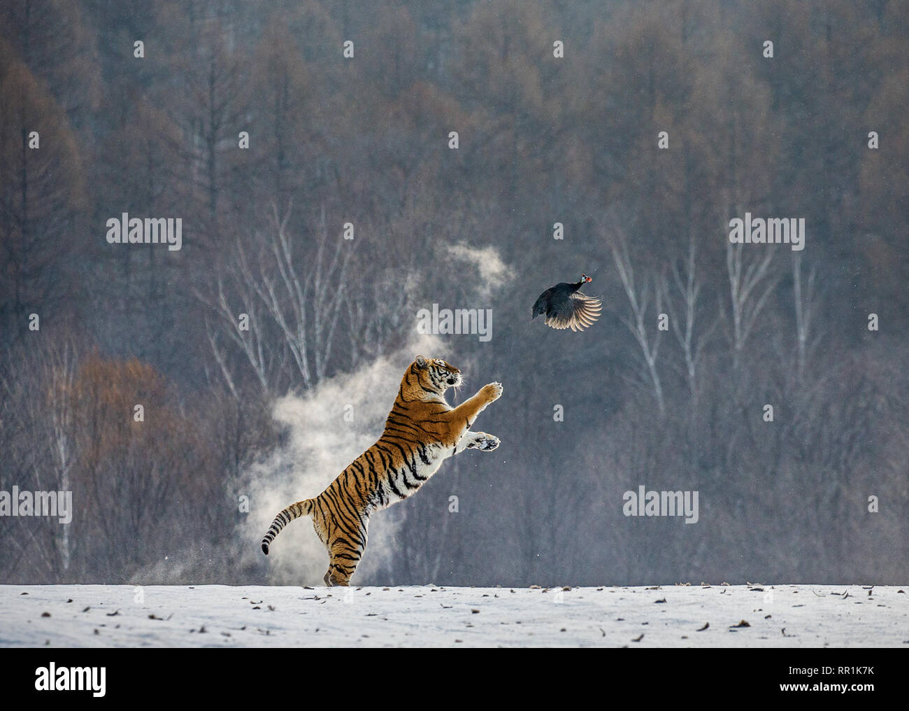 Tigers Jumping On Its Prey