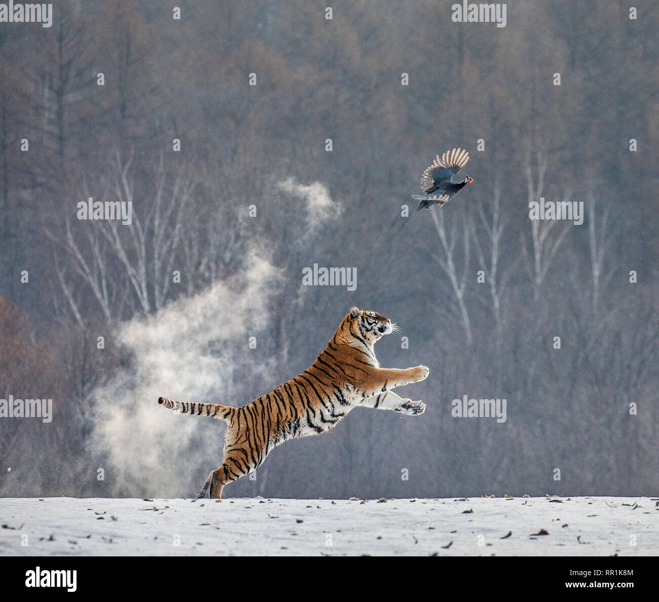 Tiger jump prey hi-res stock photography and images - Alamy