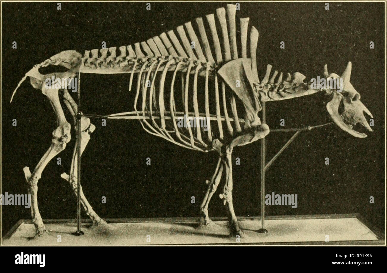 Bison skull nebraska hi-res stock photography and images - Alamy