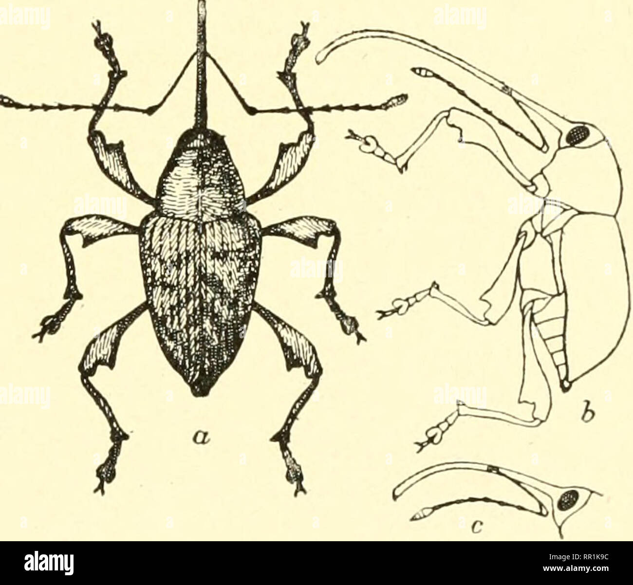 Extremely Beneficial Insects High Resolution Stock Photography and ...