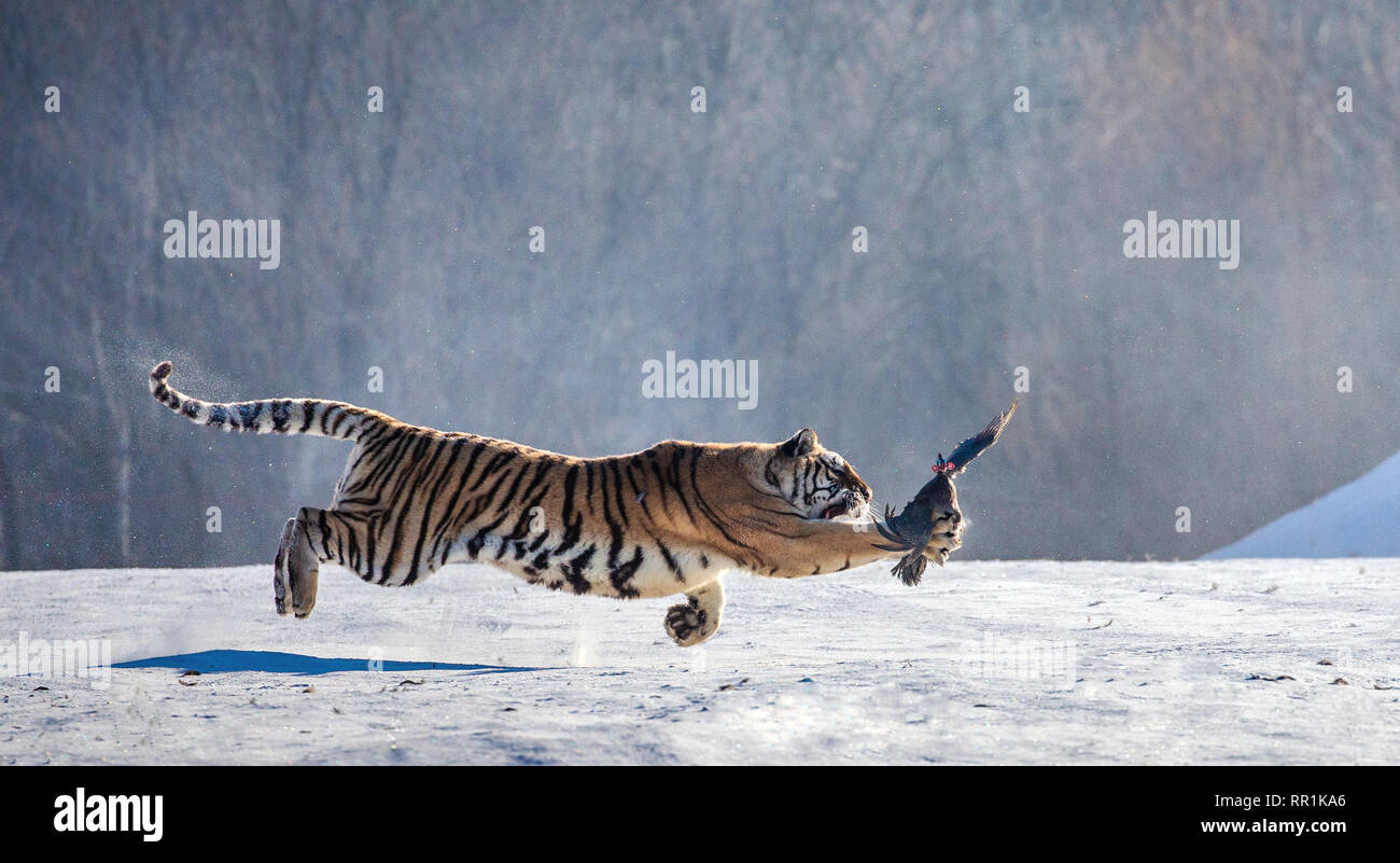 Siberian tiger in a jump catches its prey. Very dynamic shot. China ...