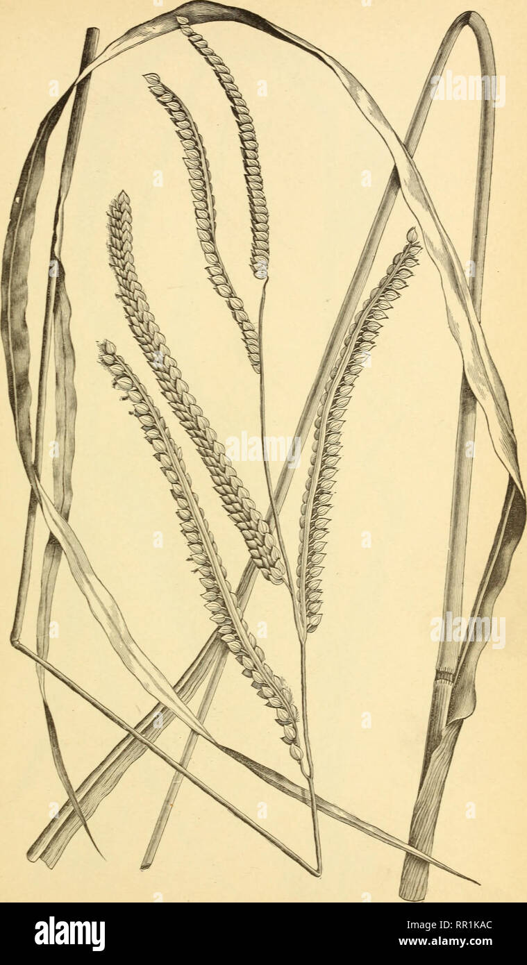 Paspalum dilitatum hi-res stock photography and images - Alamy