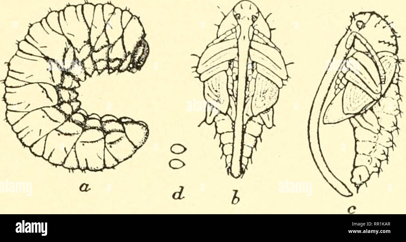 Balaninus hi-res stock photography and images - Alamy