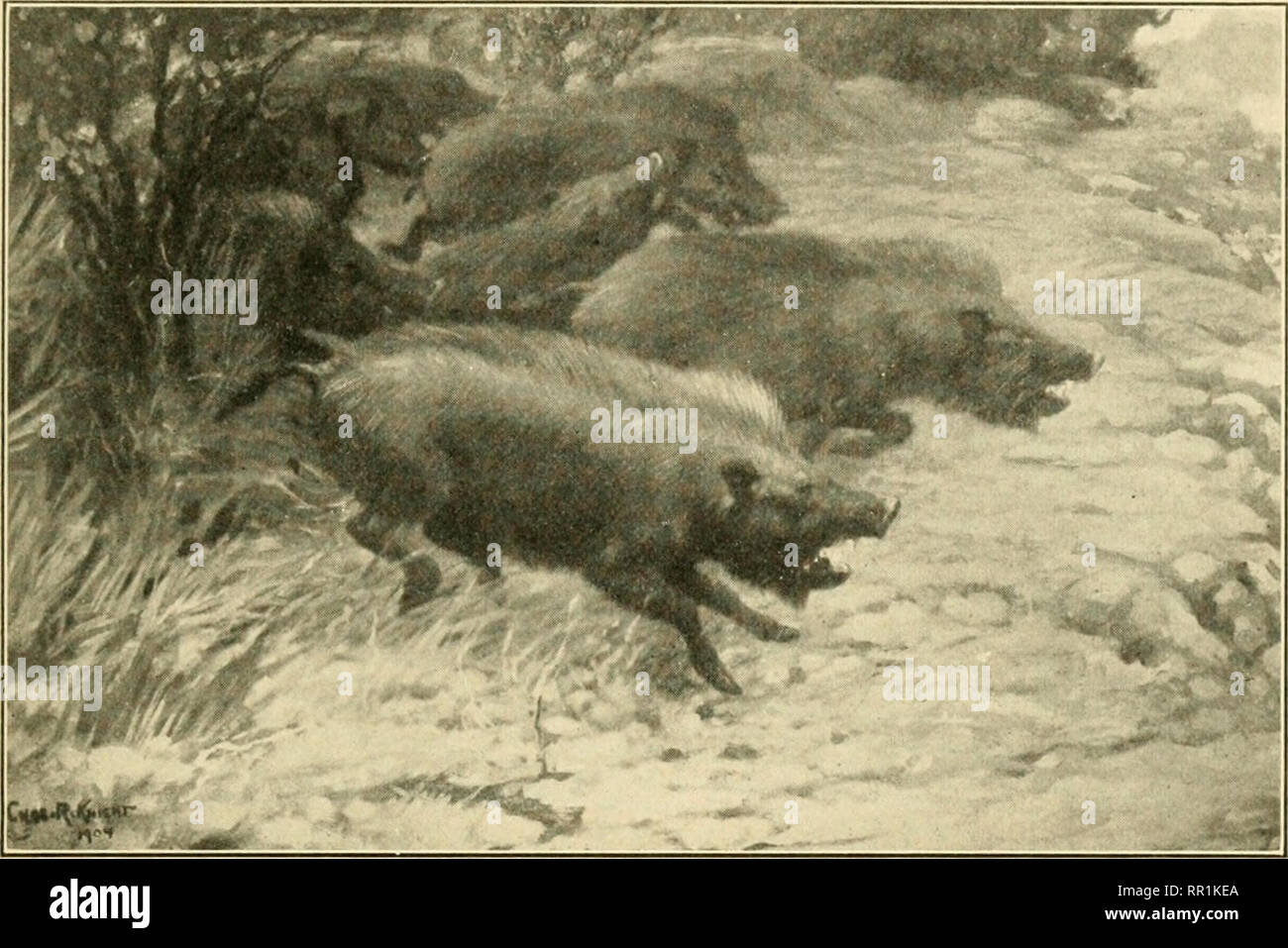 Pleistocene animals asia hi-res stock photography and images - Alamy