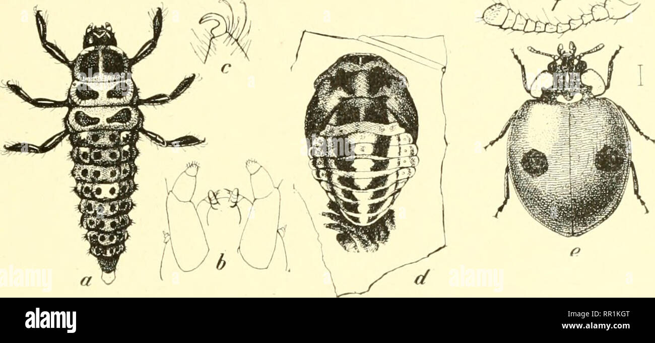 Vedalia beetle hi-res stock photography and images - Alamy