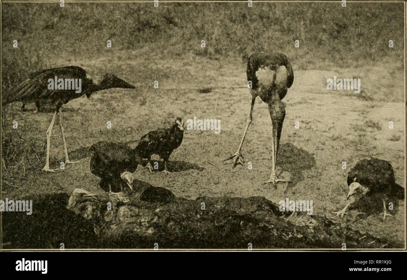 African undertakers hi-res stock photography and images - Alamy