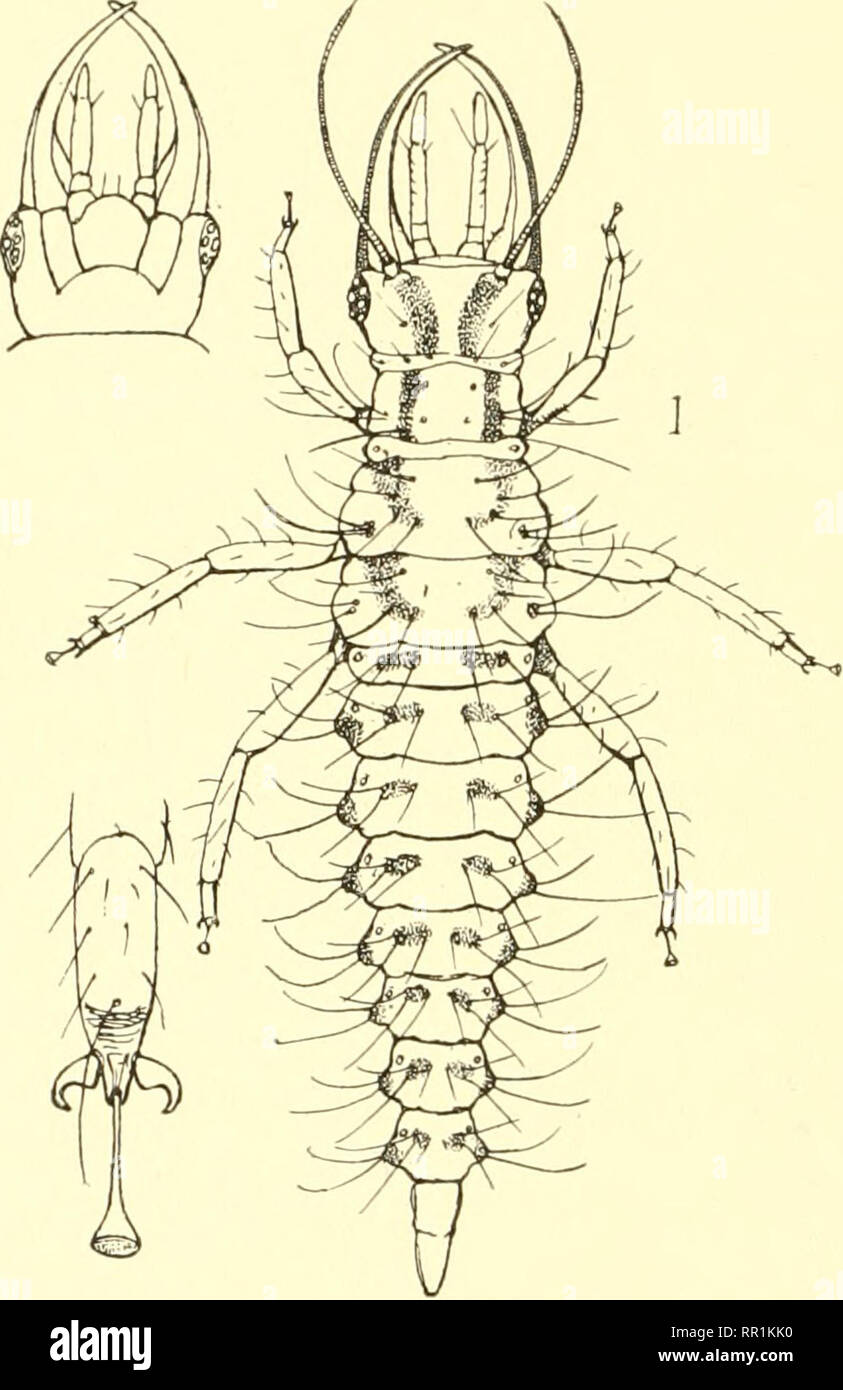 Secretion on side of head hi-res stock photography and images - Alamy