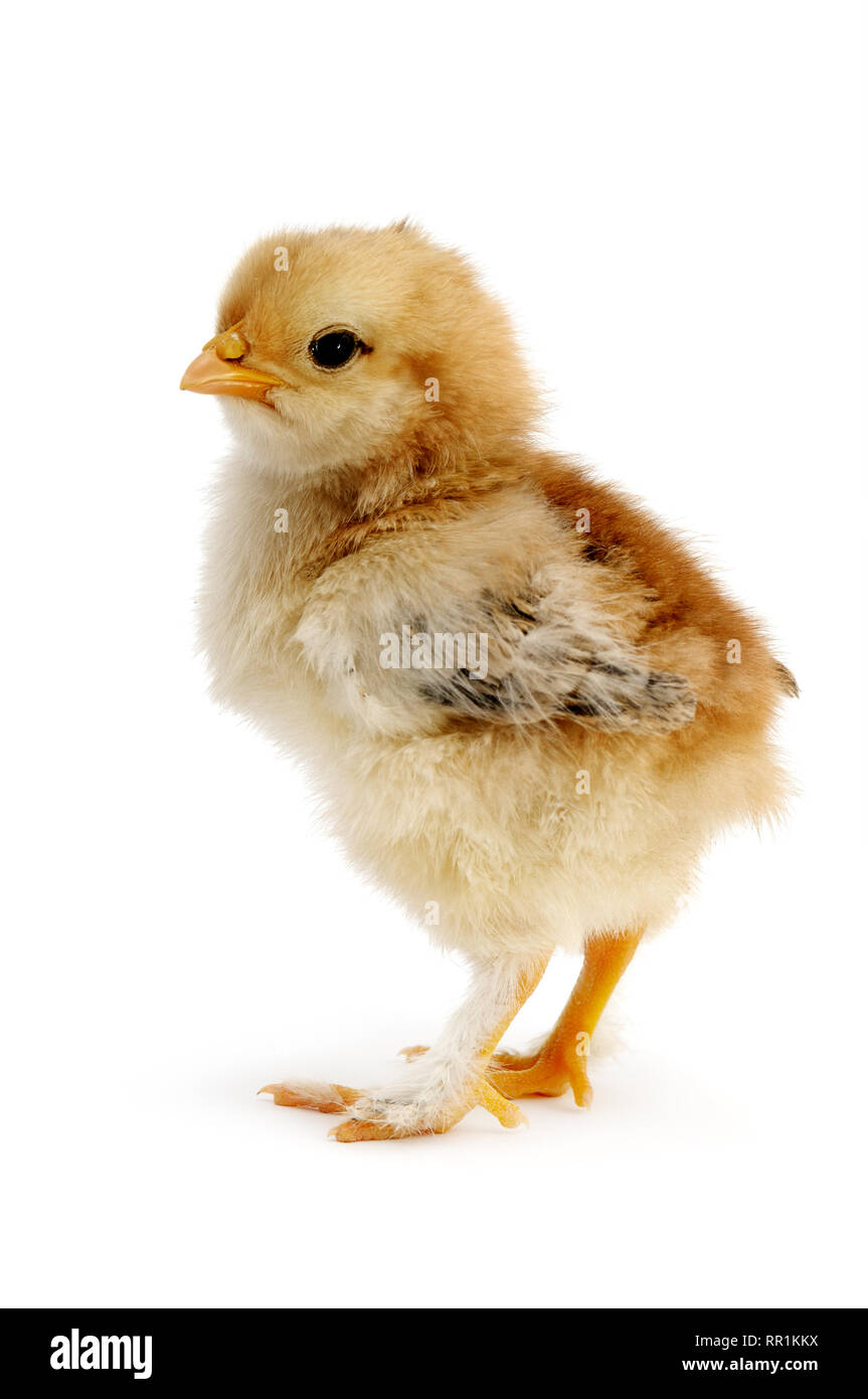 beautiful chicken isolated on white background Stock Photo - Alamy
