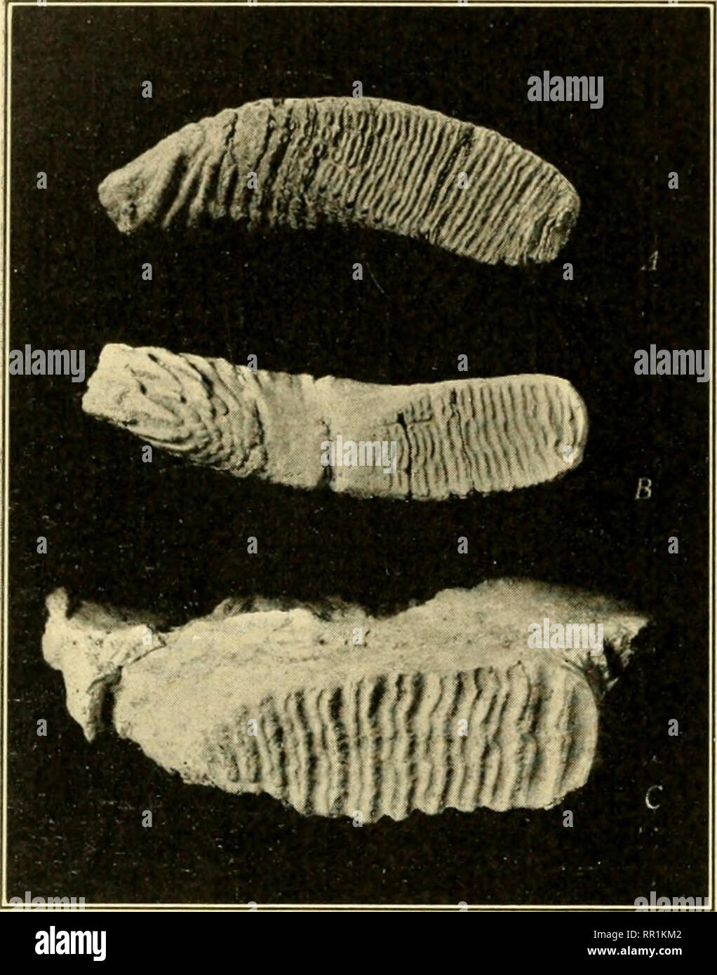. The age of mammals in Europe, Asia and North America. Mammals, Fossil ...