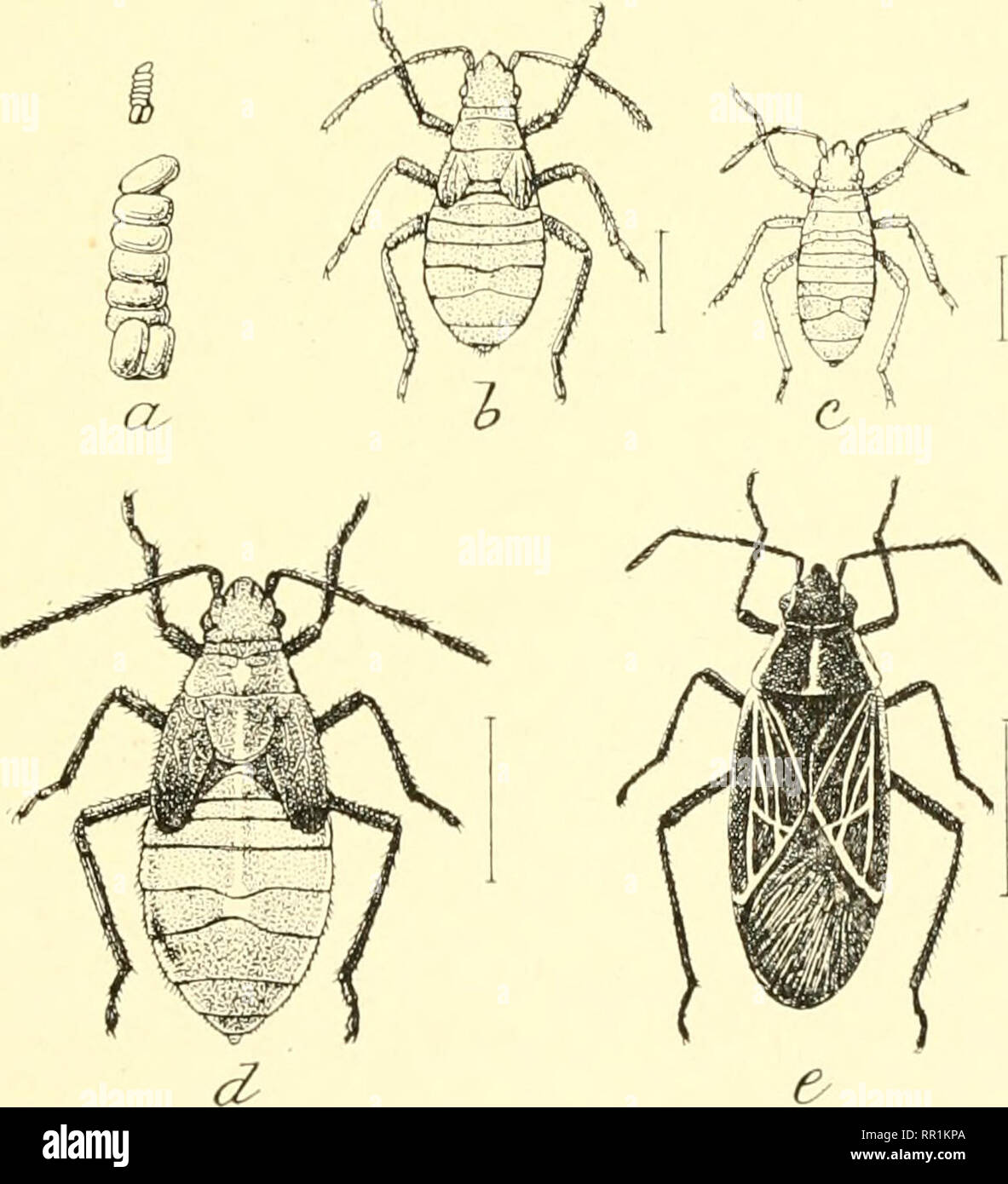 . Agricultural entomology for students, farmers, fruit-growers and ...