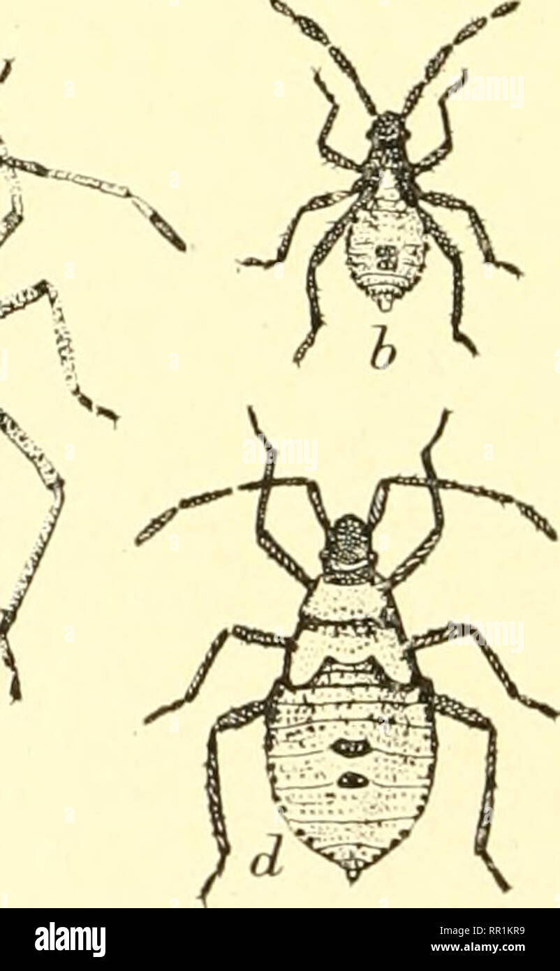 Leptocoris trivittatus hi-res stock photography and images - Alamy
