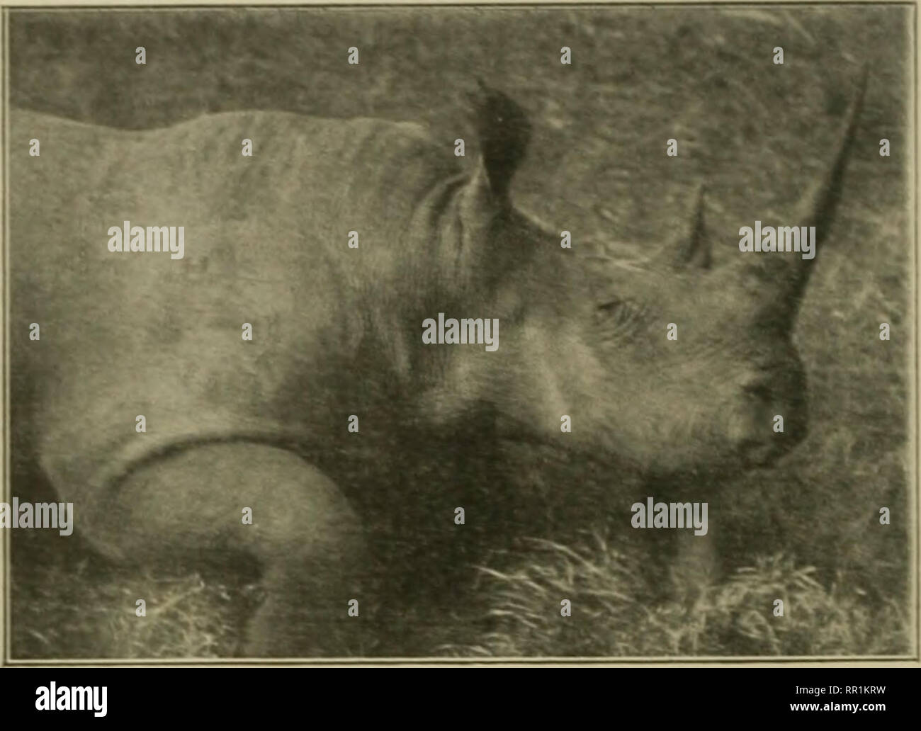 Muzzled cow hi-res stock photography and images - Alamy