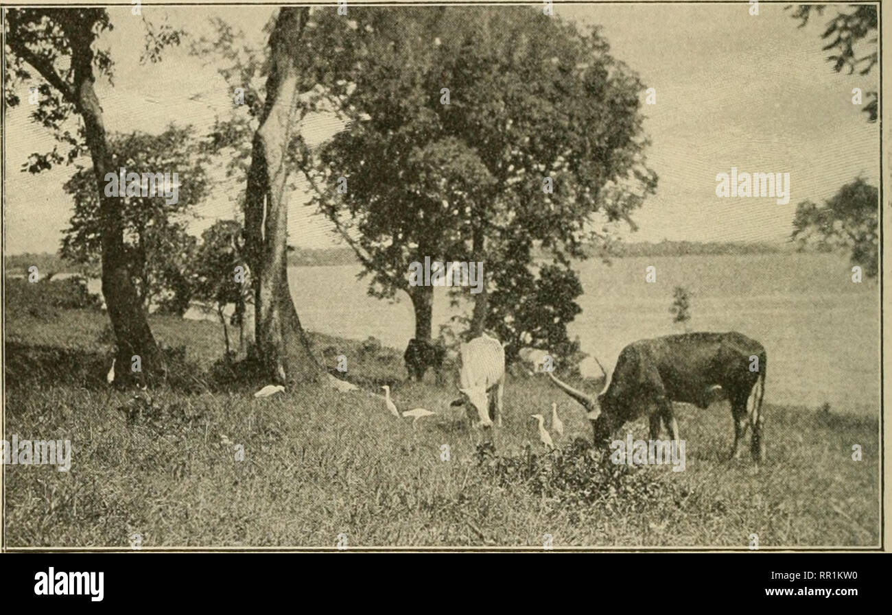 Black ox bank hi-res stock photography and images - Alamy