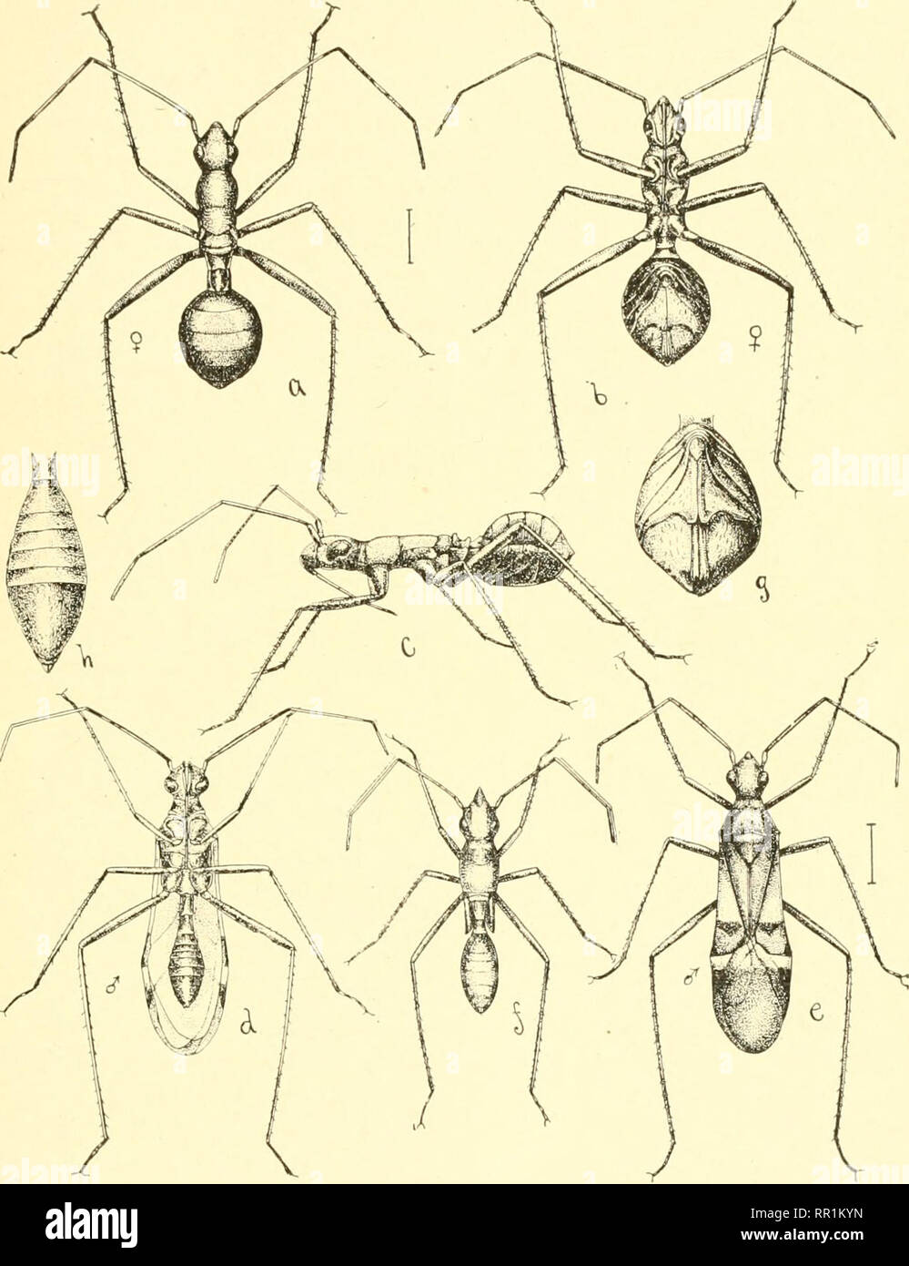 . Agricultural entomology for students, farmers, fruit-growers and ...