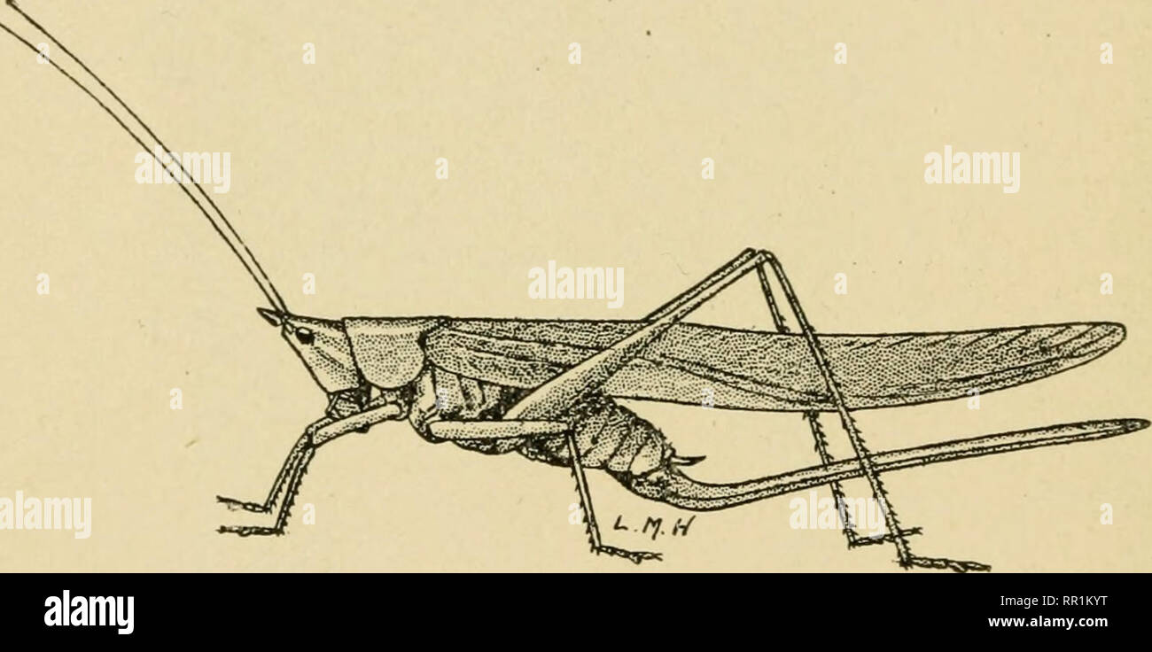 . Agricultural entomology for students, farmers, fruit-growers and ...