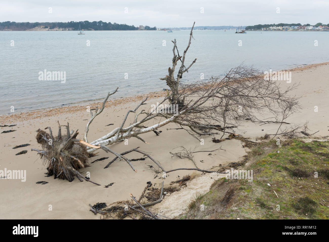 A fallen silver birch tree on a sandy beach on the Studland Peninsula ...