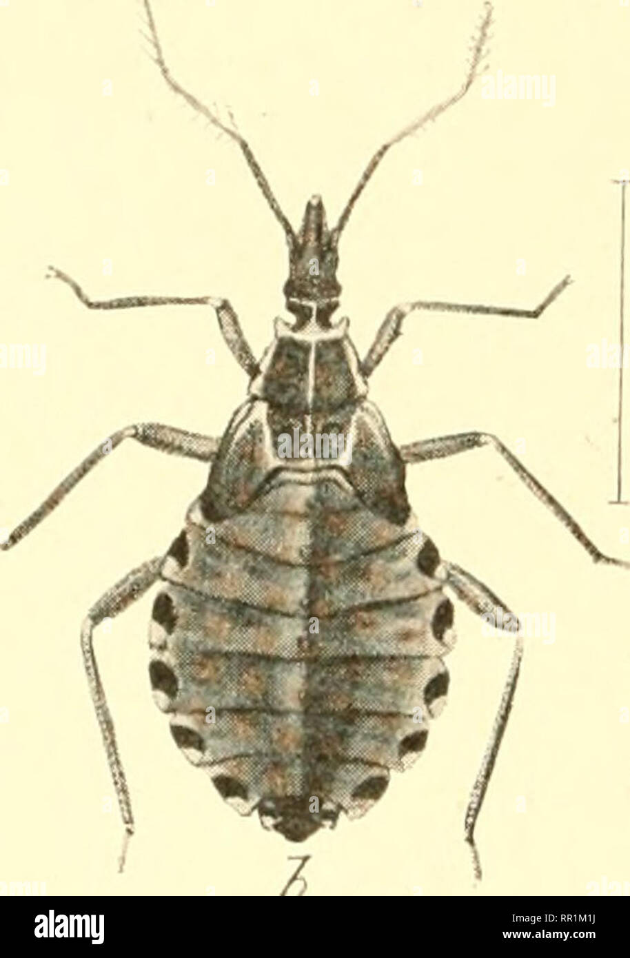 Masked hunter bug hi-res stock photography and images - Alamy