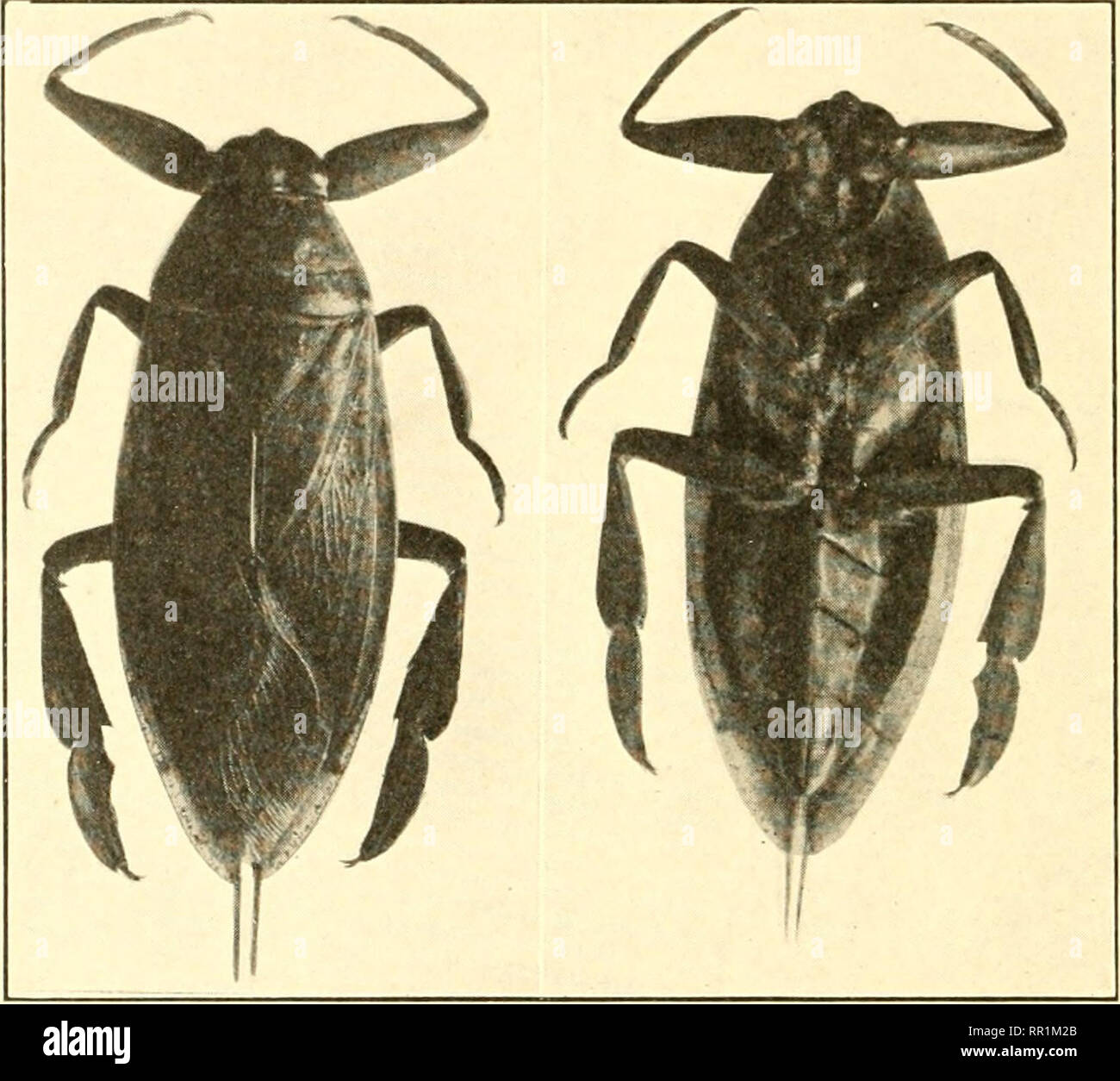 Broader order of insects hi-res stock photography and images - Alamy