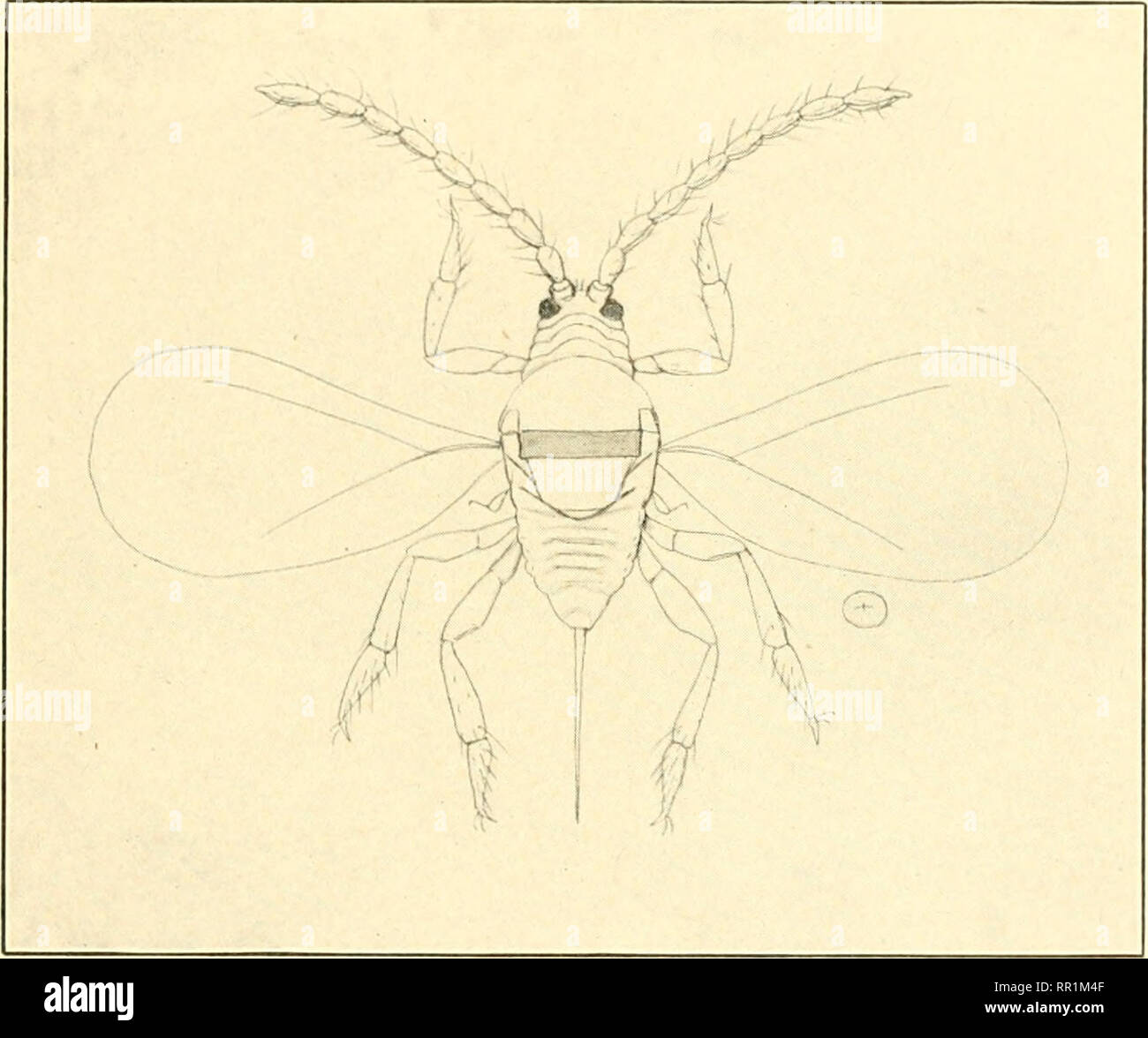 . Agricultural entomology for students, farmers, fruit-growers and ...