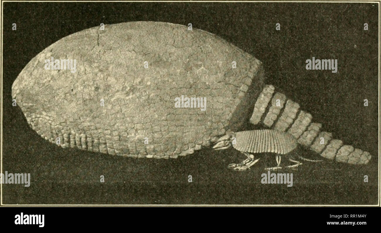 . The age of mammals in Europe, Asia and North America. Mammals, Fossil ...