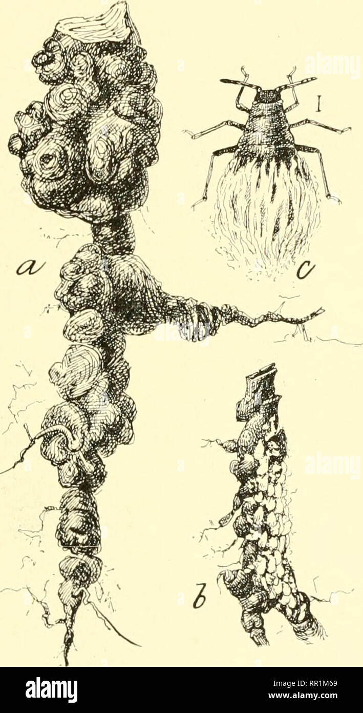 Woolly fig tree hi-res stock photography and images - Alamy