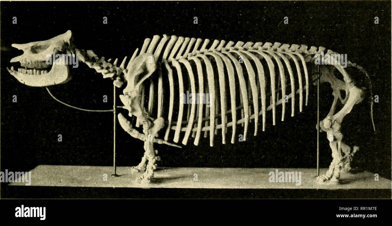 Knight island and florida hi-res stock photography and images - Alamy