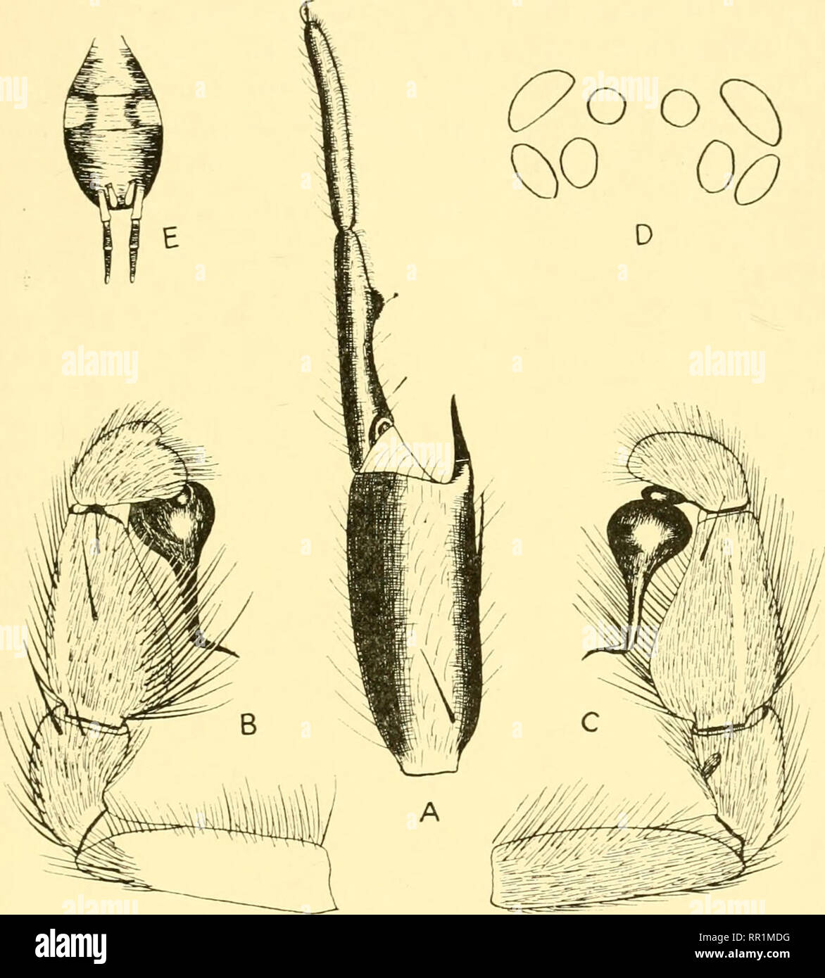 Terminal tuft hi-res stock photography and images - Alamy