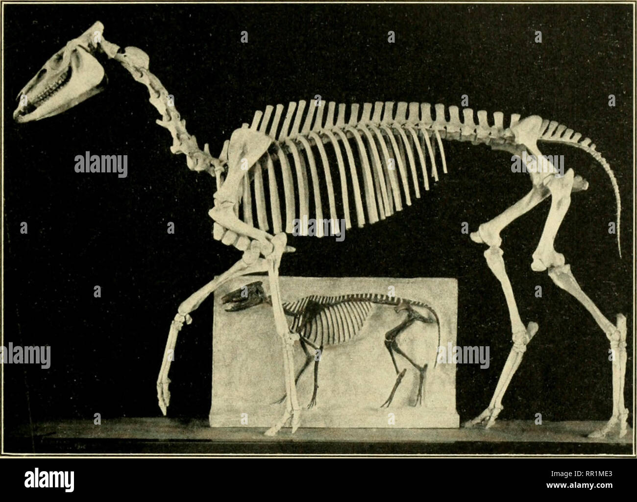 Miocene deer hi-res stock photography and images - Alamy