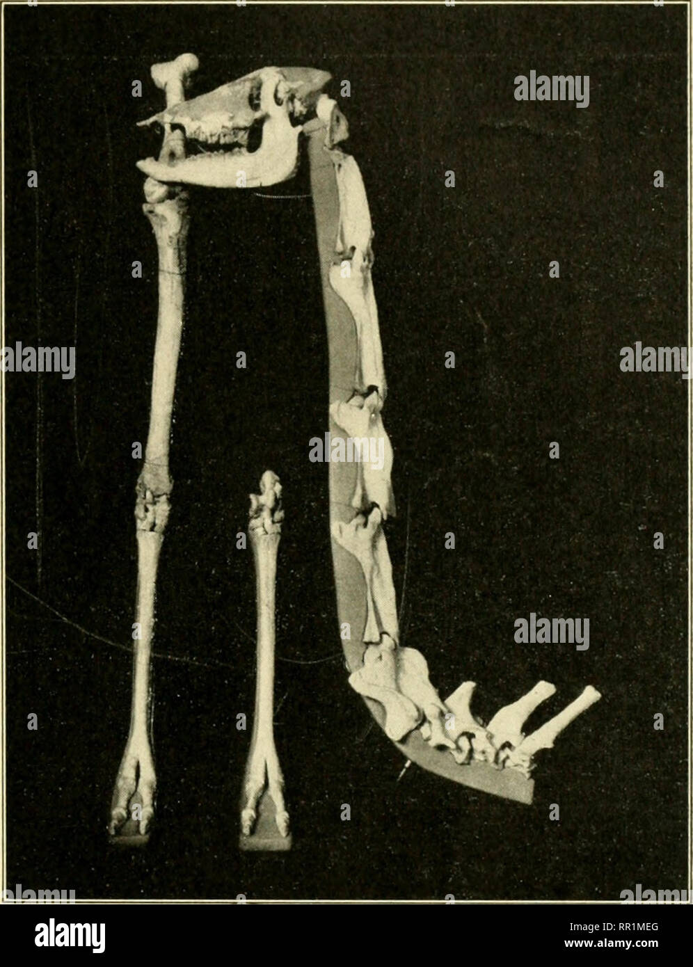 Miocene horse hi-res stock photography and images - Alamy