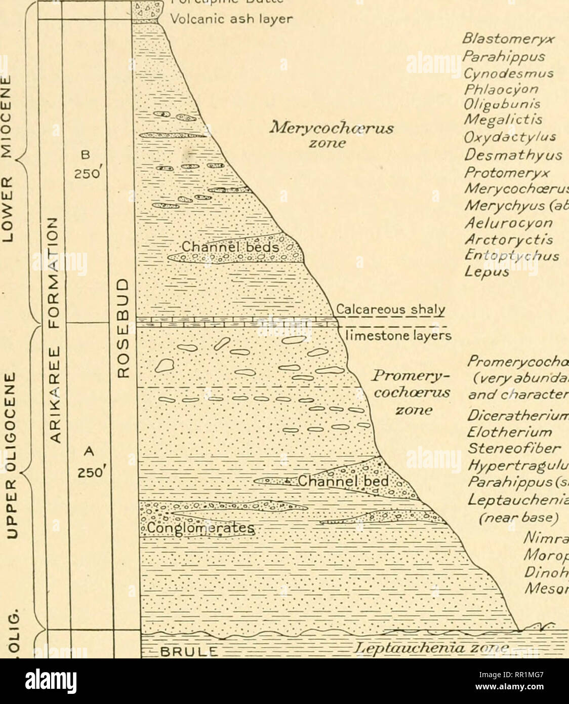 . The age of mammals in Europe, Asia and North America. Mammals, Fossil ...