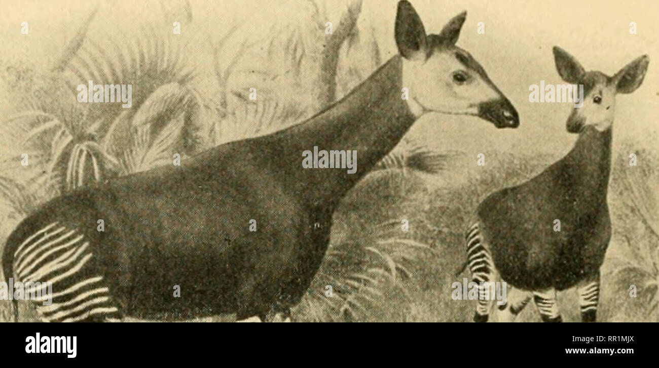 Miocene deer hi-res stock photography and images - Alamy